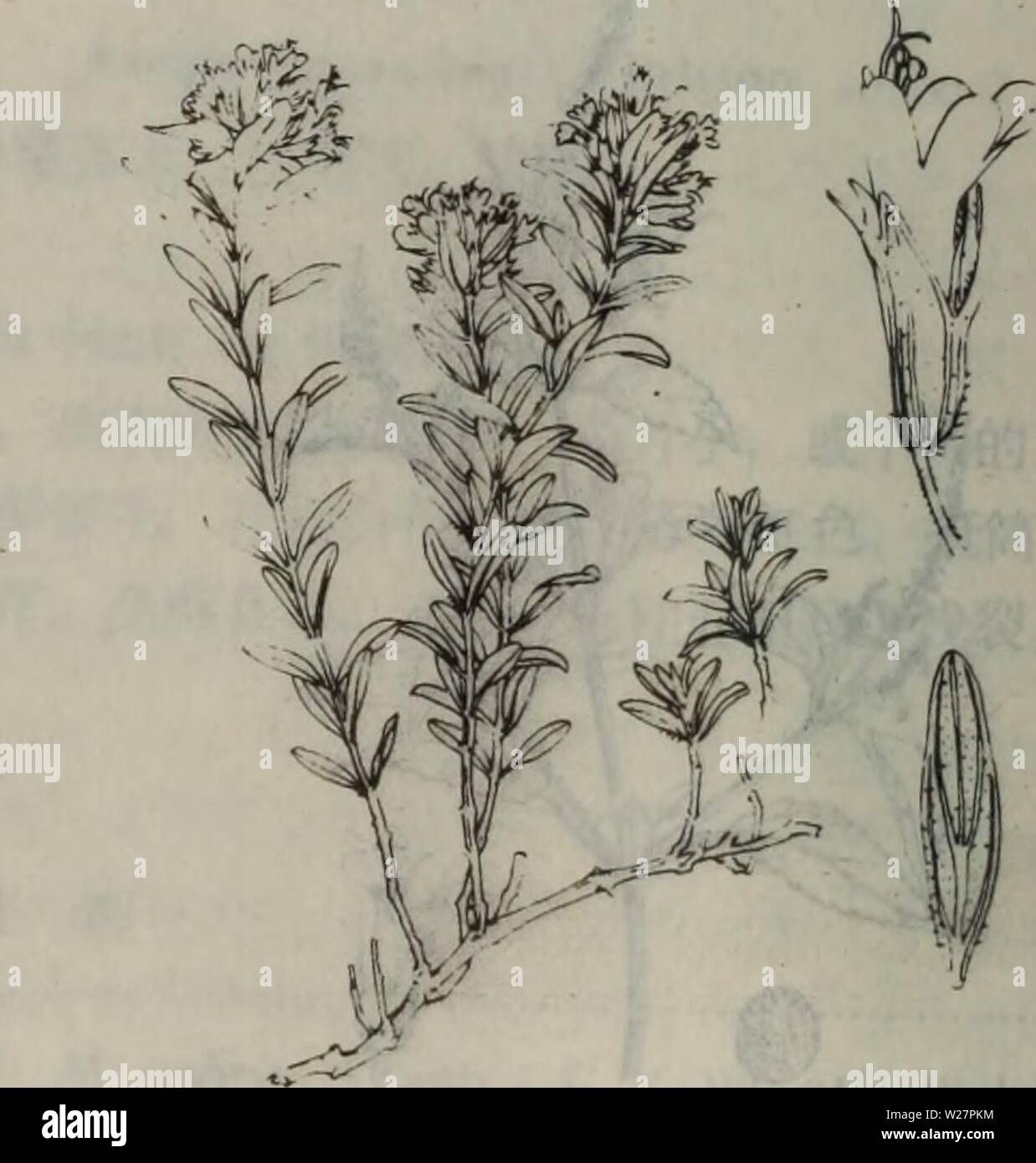 Quinquecostatus hi-res stock photography and images - Alamy