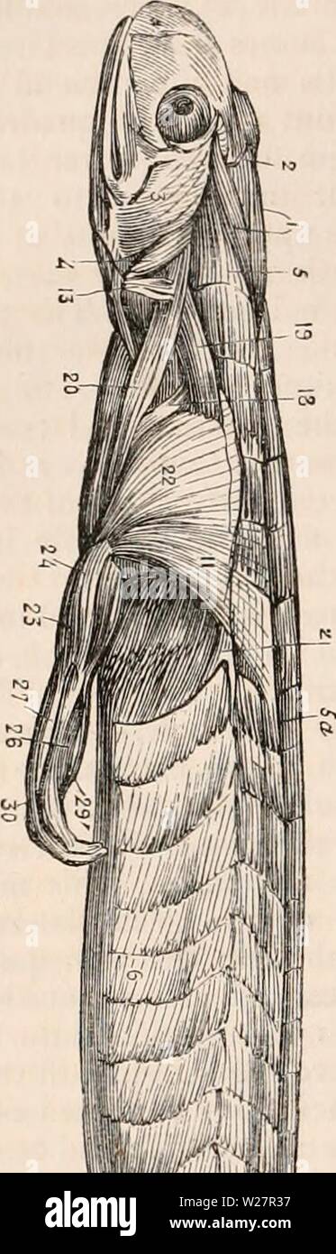 Archive image from page 307 of The cyclopædia of anatomy and. The ...