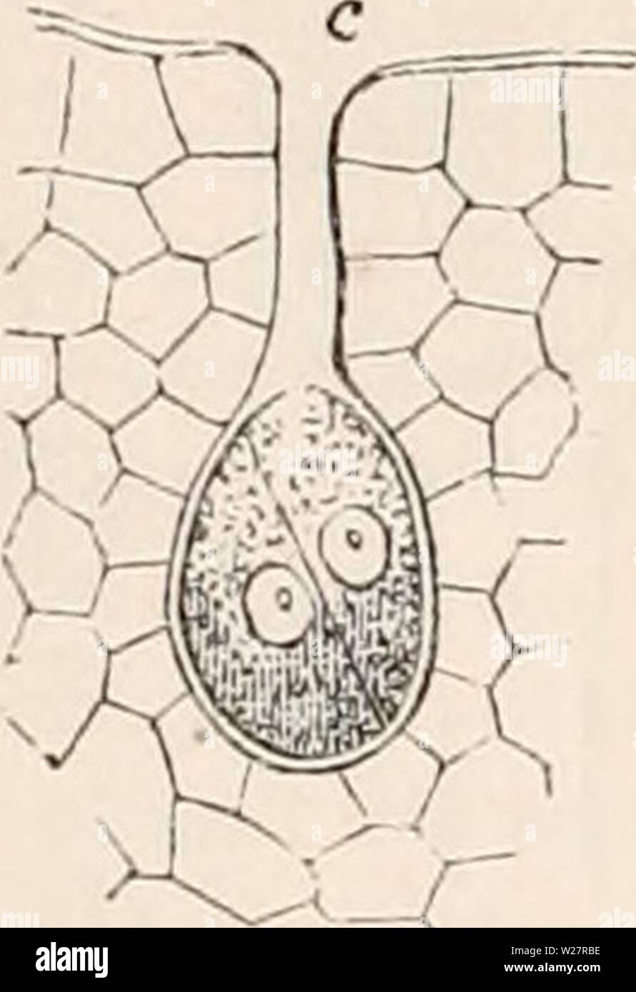 Archegonium hi-res stock photography and images - Alamy