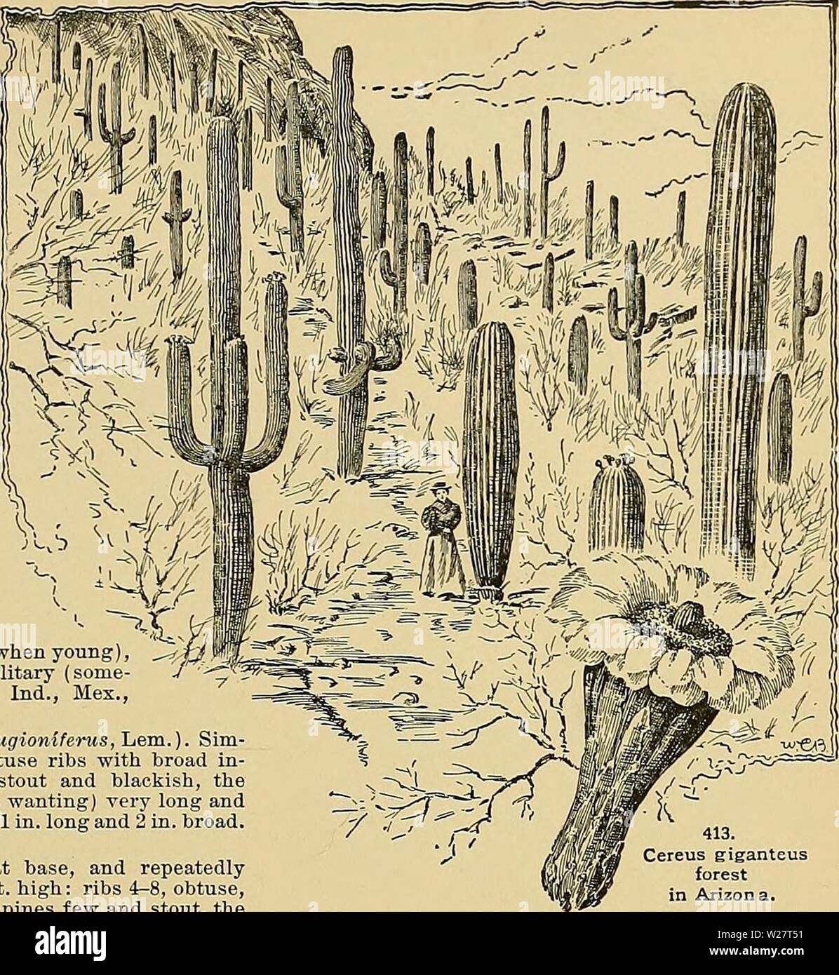 Convex Ribs High Resolution Stock Photography and Images - Alamy