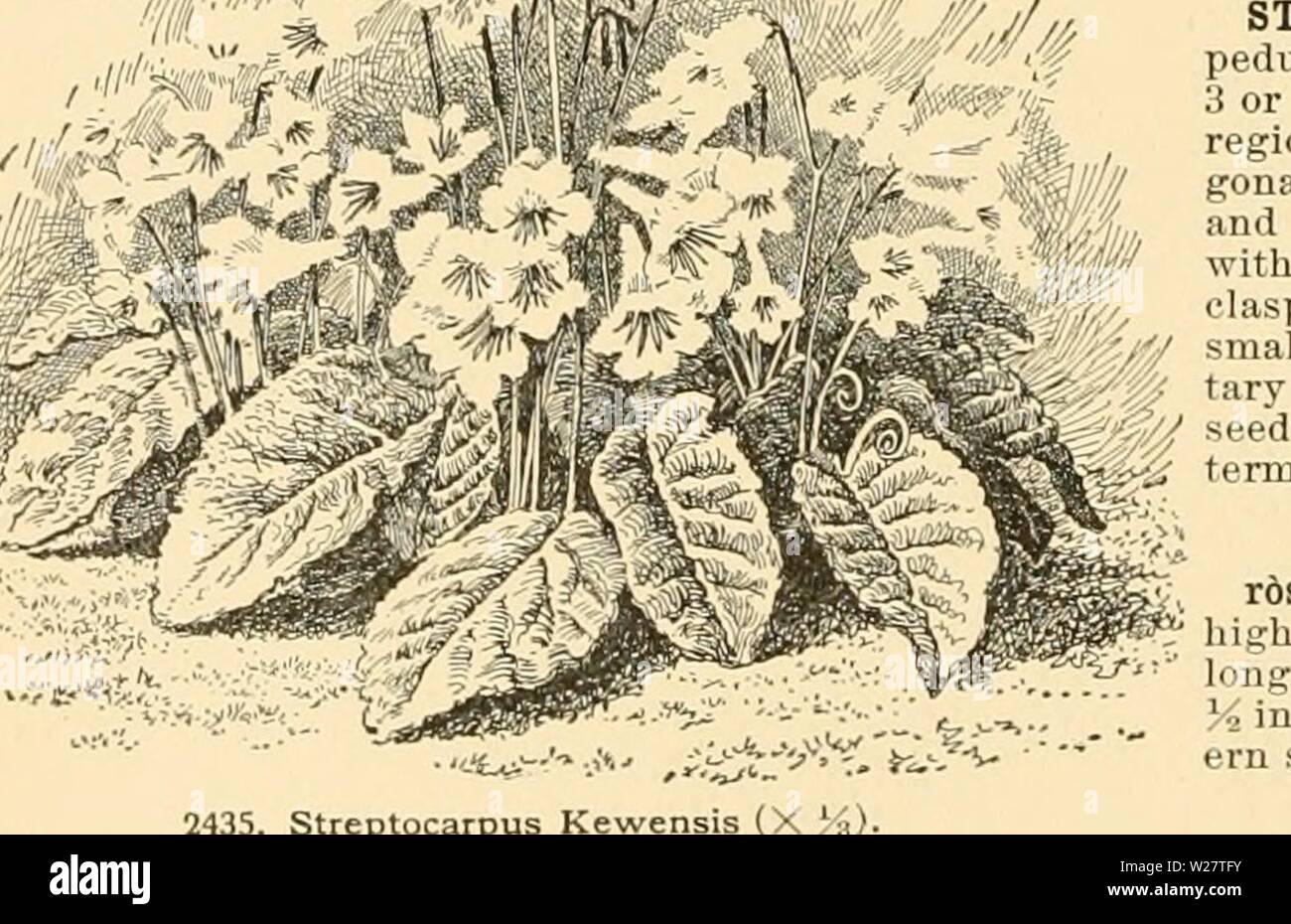 Curved leaf illustration historical hi-res stock photography and images ...