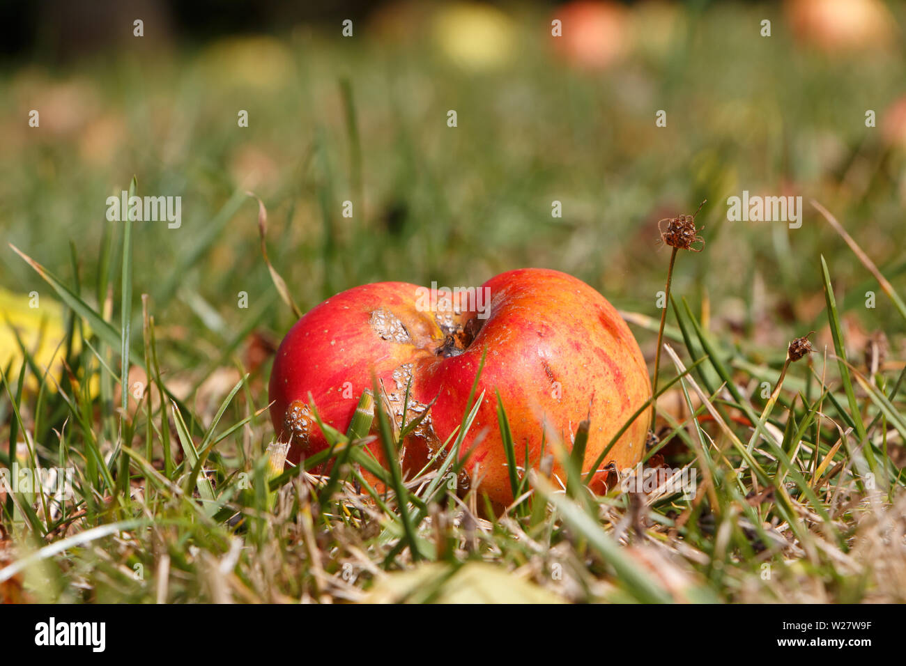 Rotten apple on the ground under an apple tree in an orchard during ...
