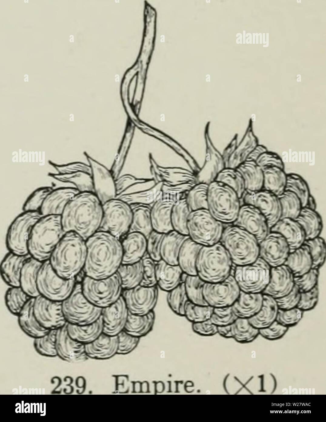 Torious hi-res stock photography and images - Alamy