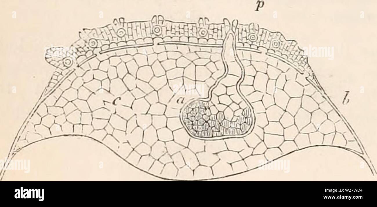 Cylindrical cells hi-res stock photography and images - Alamy