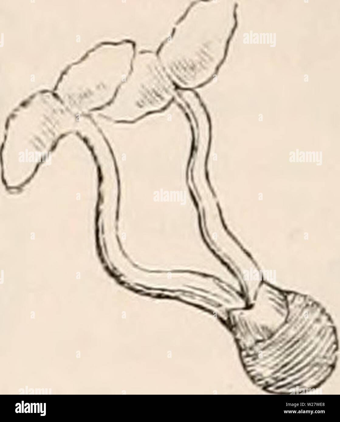 Cylindrical cells hi-res stock photography and images - Alamy