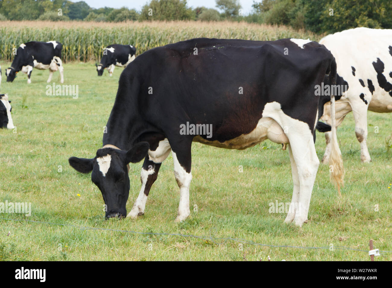 Black and white Holstein cows grazing in a field in Brittany Stock ...