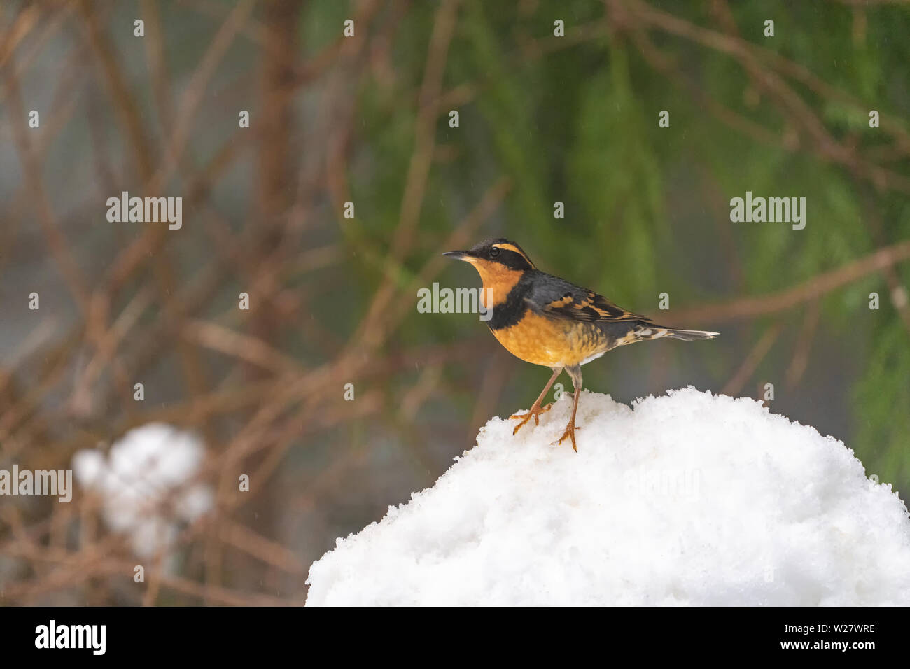 Issaquah, Washington, USA. Male Varied Thrush standing on a deep pile ...