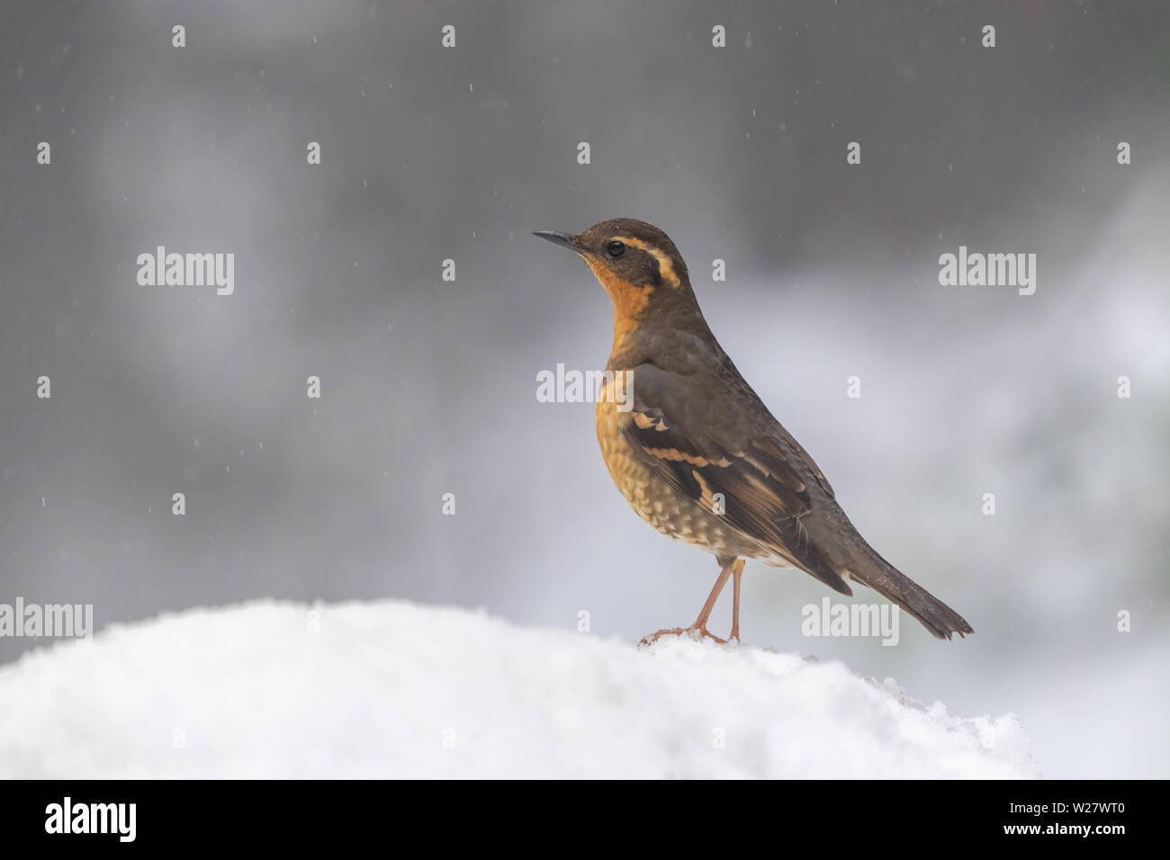 Female Thrush Bird Usa