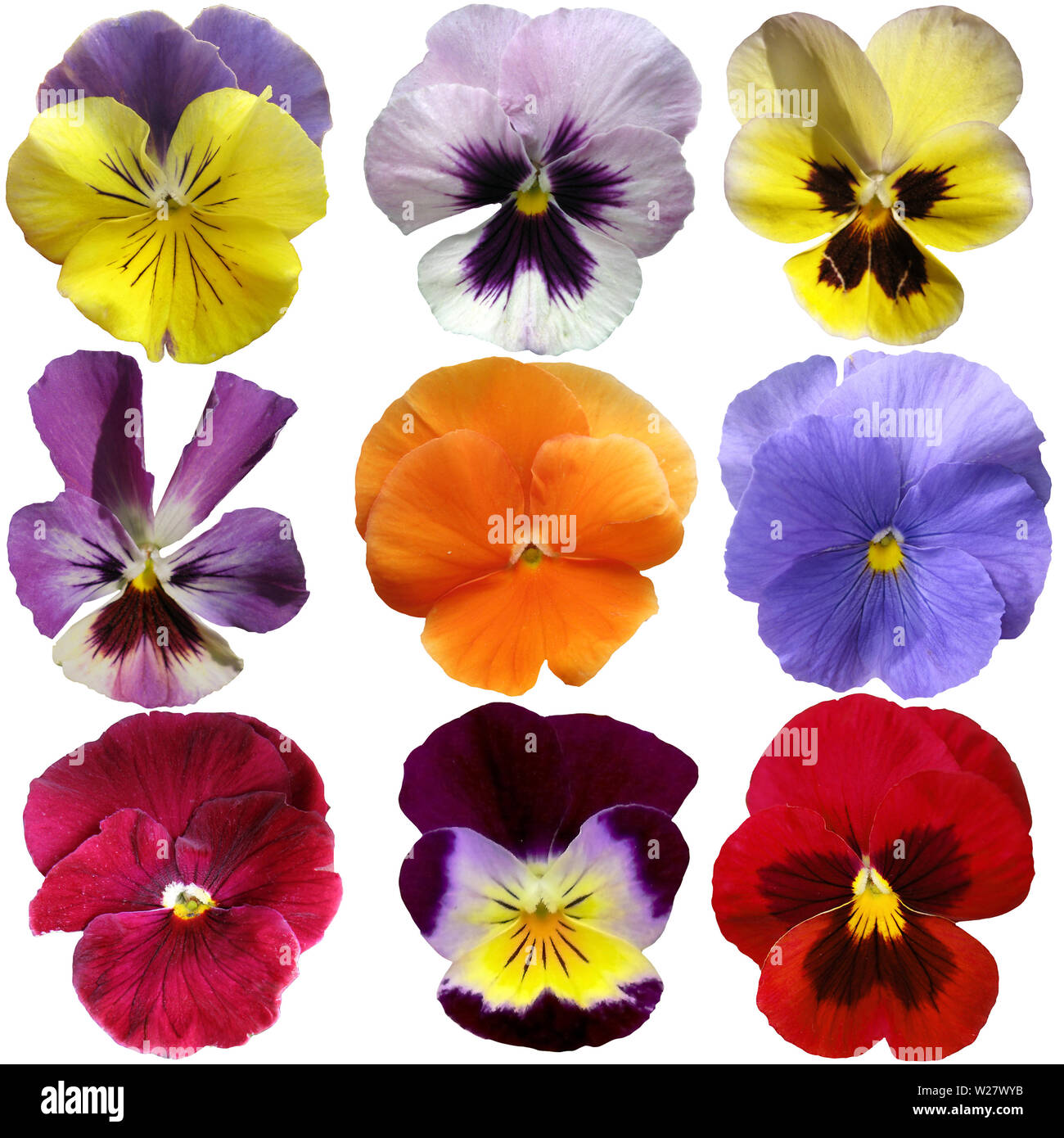 Beautiful pansies Cut Out Stock Images & Pictures - Alamy