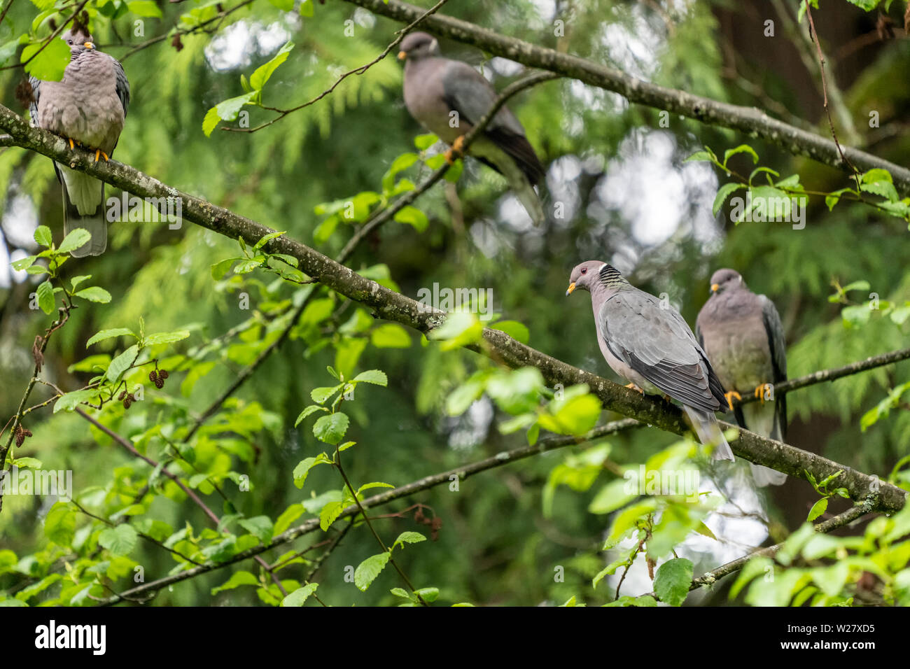Issaquah, Washington, USA. Four Band-tailed Pigeons sitting in a tree ...