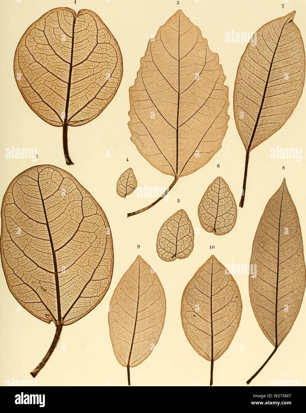 Ficus capensis hi-res stock photography and images - Alamy