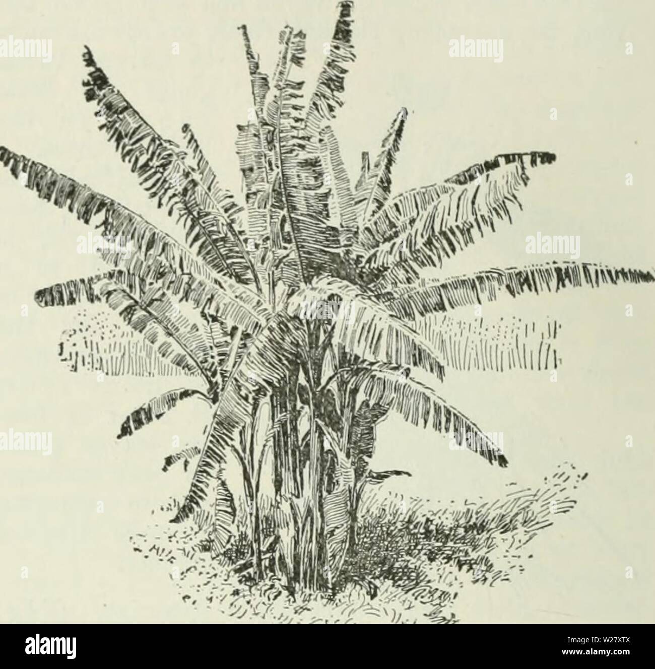 Abaca plant hi-res stock photography and images - Alamy