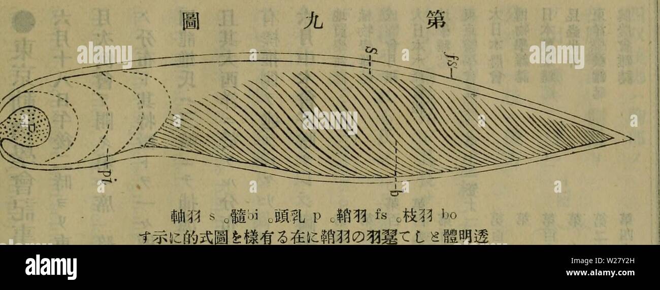 Archive image from page 328 of Dbutsugaku zasshi (1889 Stock Photo - Alamy