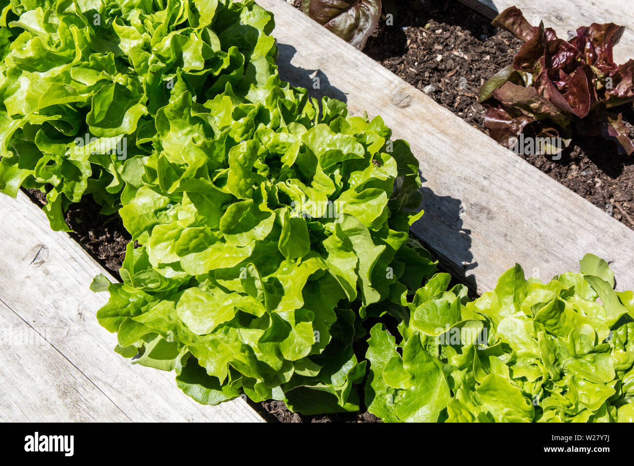 Butterhead lettuce hi-res stock photography and images - Alamy