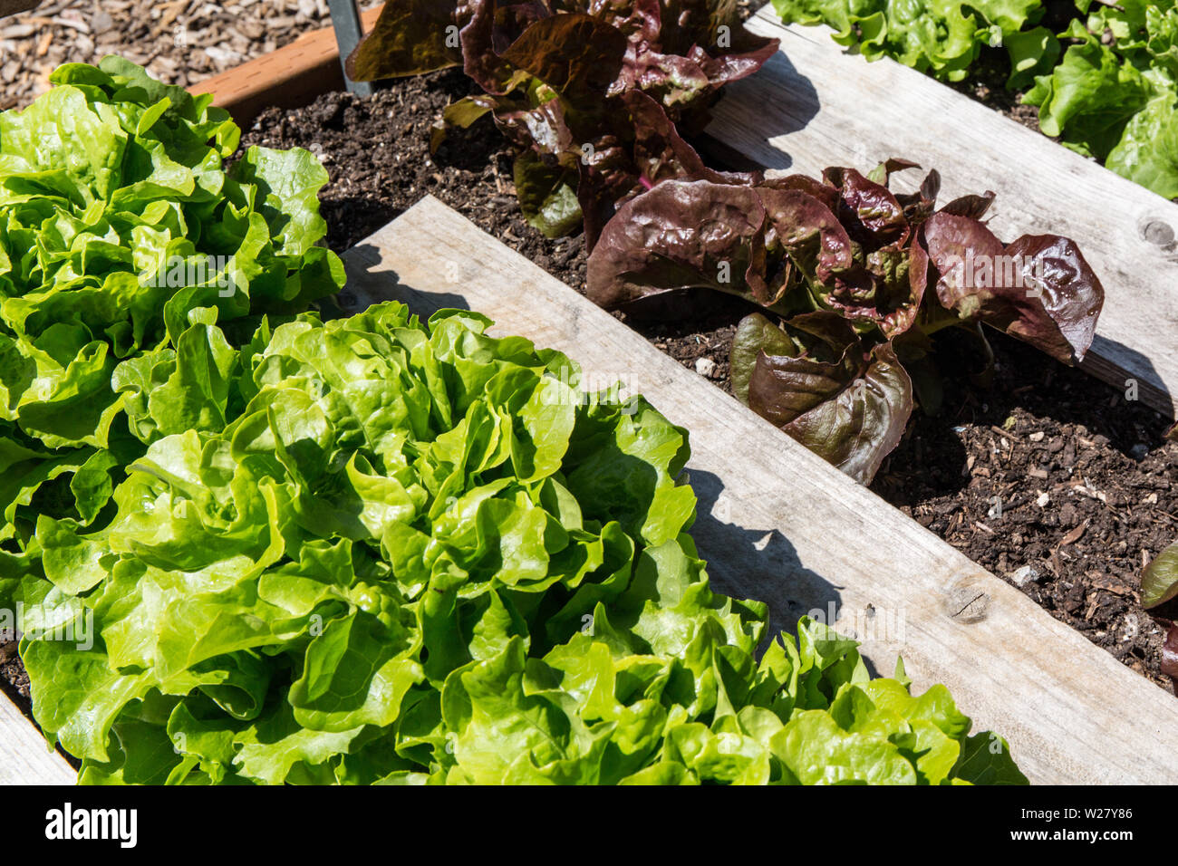 Butterhead lettuce hi-res stock photography and images - Alamy