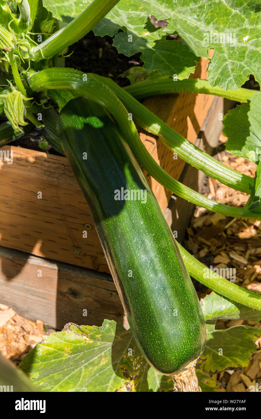 Emerald Delight squash growing in a raised bed garden in Bellevue ...