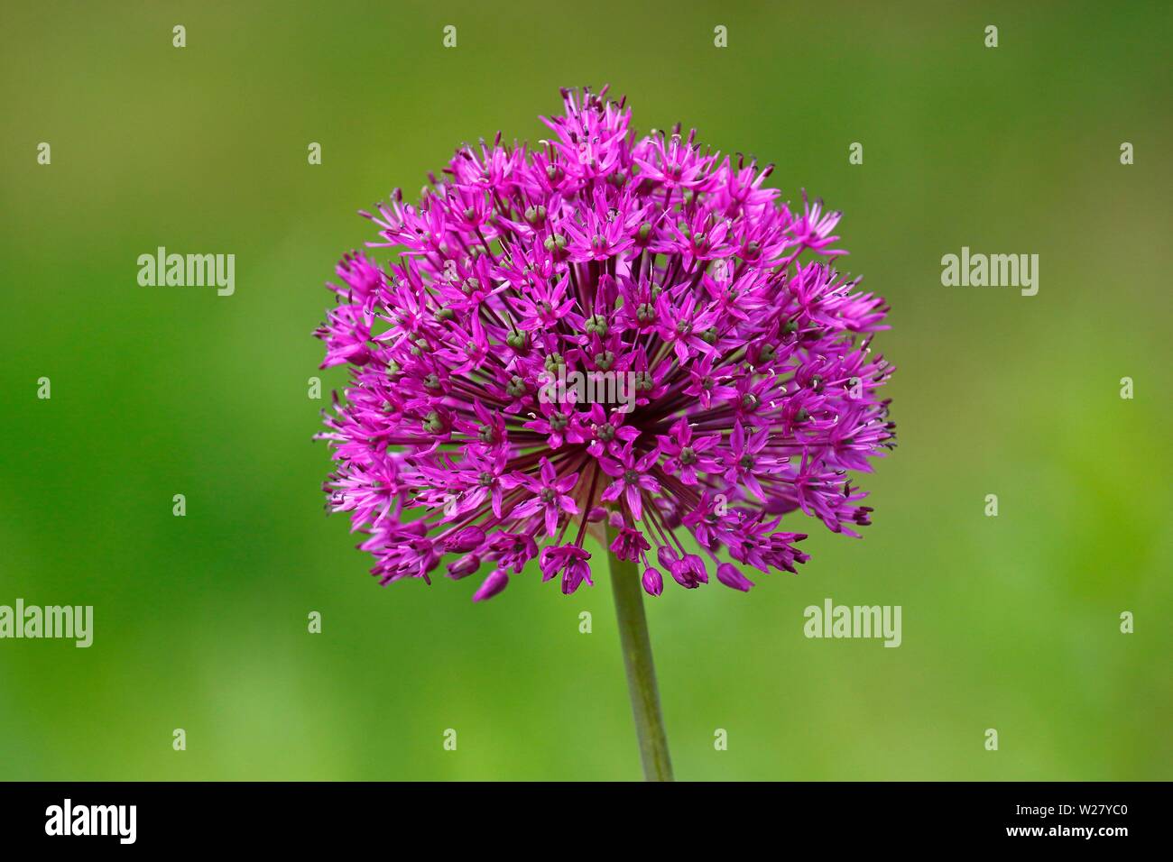 Allium aflatunense (Allium aflatunense), variety Purple Sensation ...