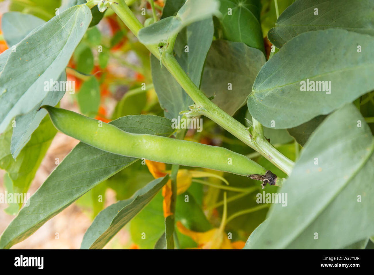 Maestro shelling peas hi-res stock photography and images - Alamy