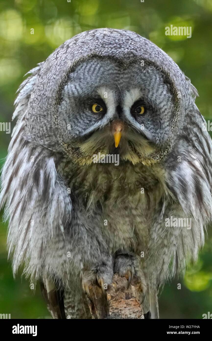 Fluffed hi-res stock photography and images - Alamy