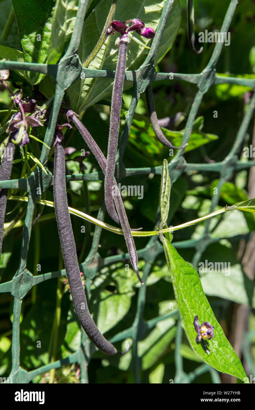 Growing french bean hi-res stock photography and images - Alamy