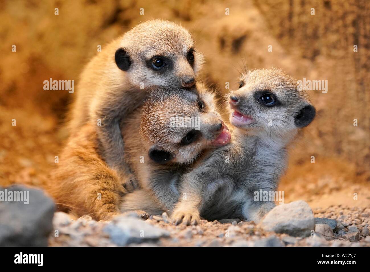 Animals of germany hi-res stock photography and images - Alamy