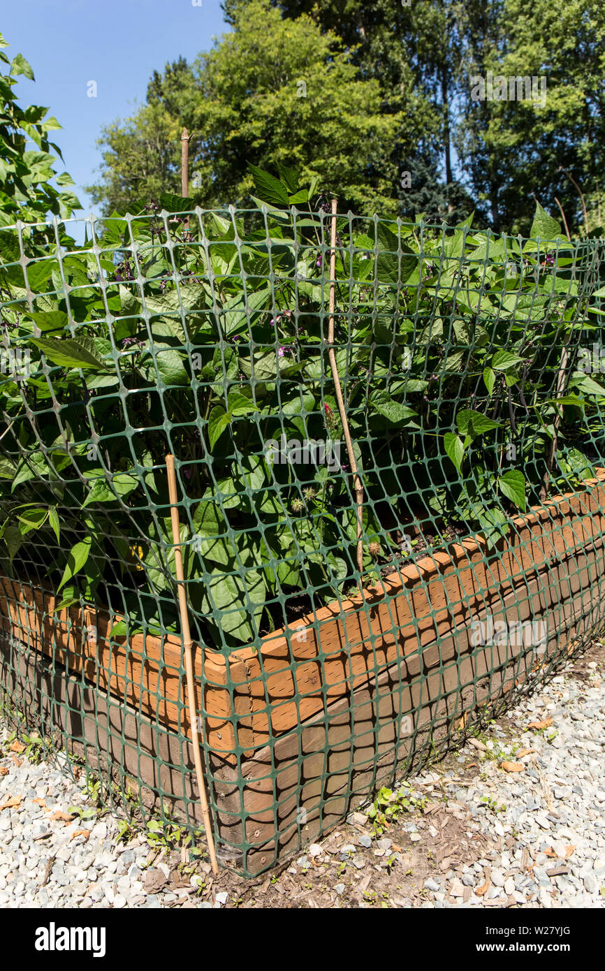Velour bush beans growing inside of a plastic mesh fencing in Bellevue ...