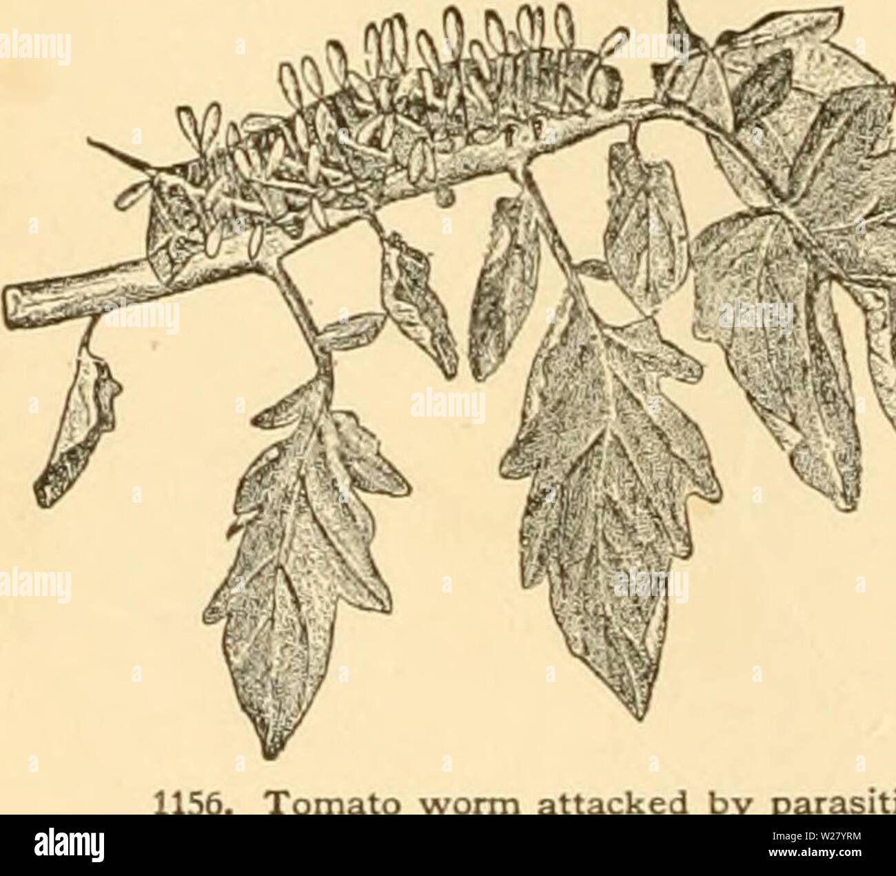 Archive image from page 331 of Cyclopedia of American horticulture ...