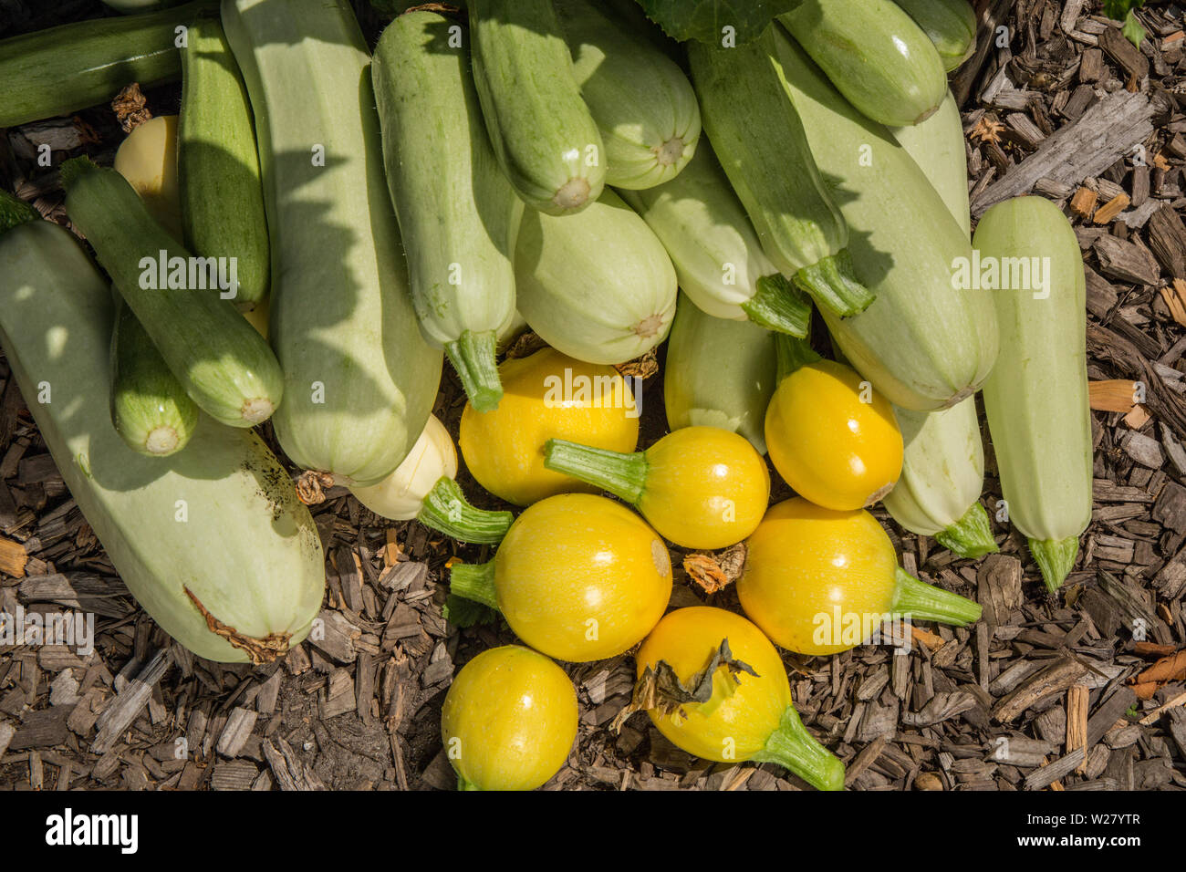 Pile of freshly harvested squash in Bellevue, Washington, USA. The ...