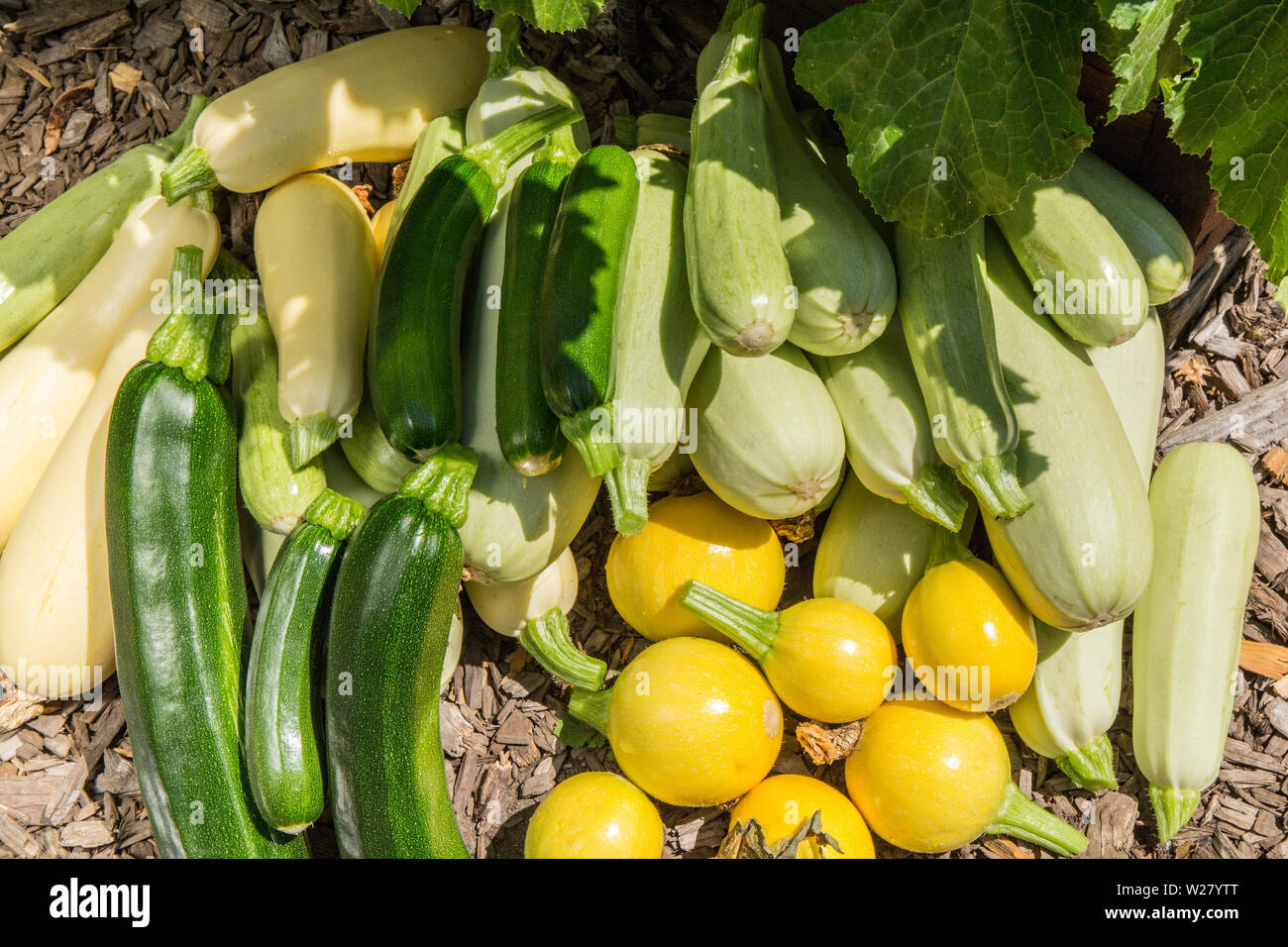 Light Green Squash