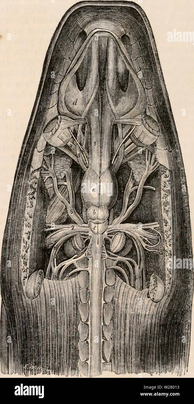Brain surface anatomy hi-res stock photography and images - Alamy