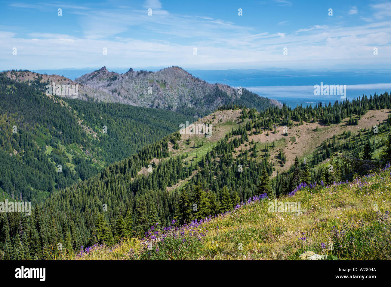 Hurricane Ridge, Olympic National Park, Washington, USA. View of ...