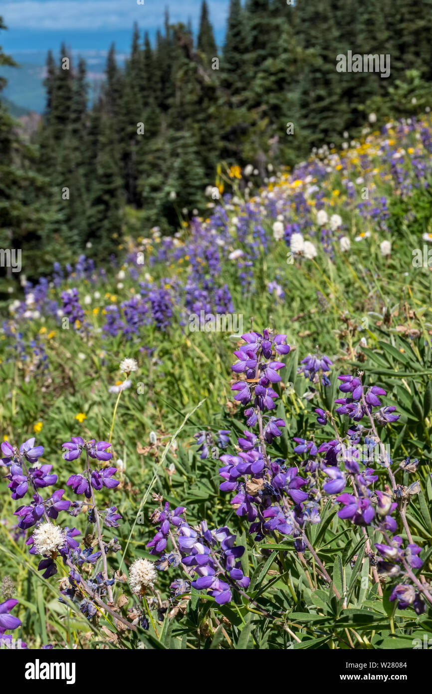 American wildflowers hi-res stock photography and images - Alamy