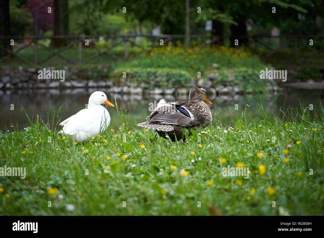 Wild ducks in an urban park. Nature concept. Landscape format Stock ...