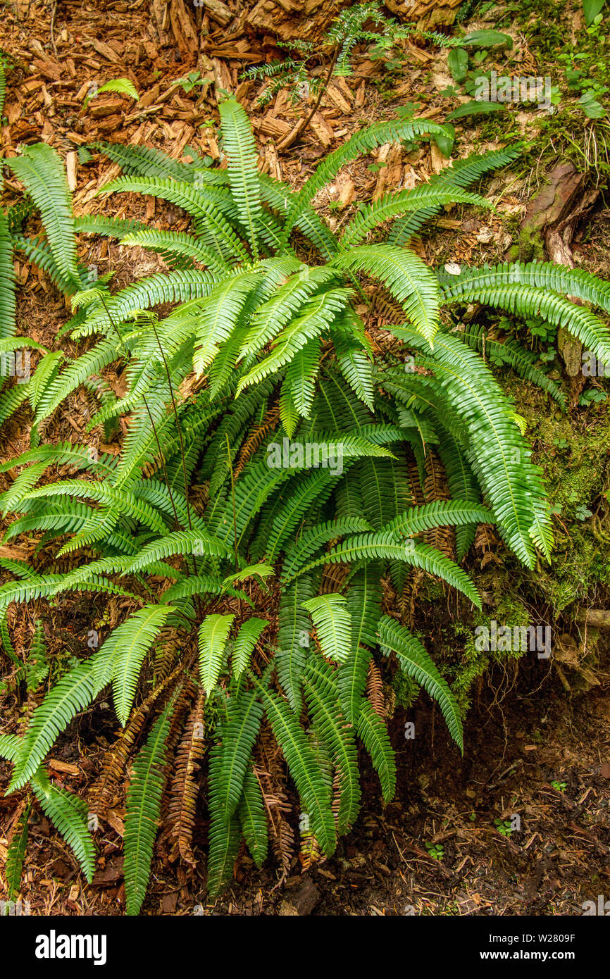 Wavy leaves of fern hi-res stock photography and images - Alamy