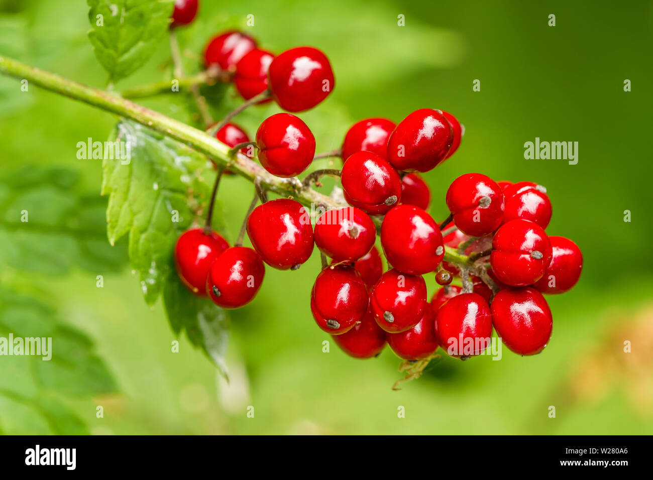 Few flowered highbush cranberry hi-res stock photography and images - Alamy