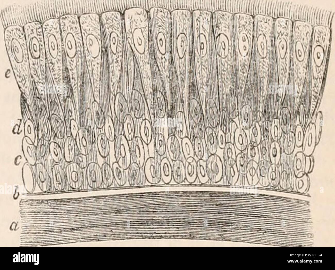 Female anatomy figure; organs hi-res stock photography and images - Alamy