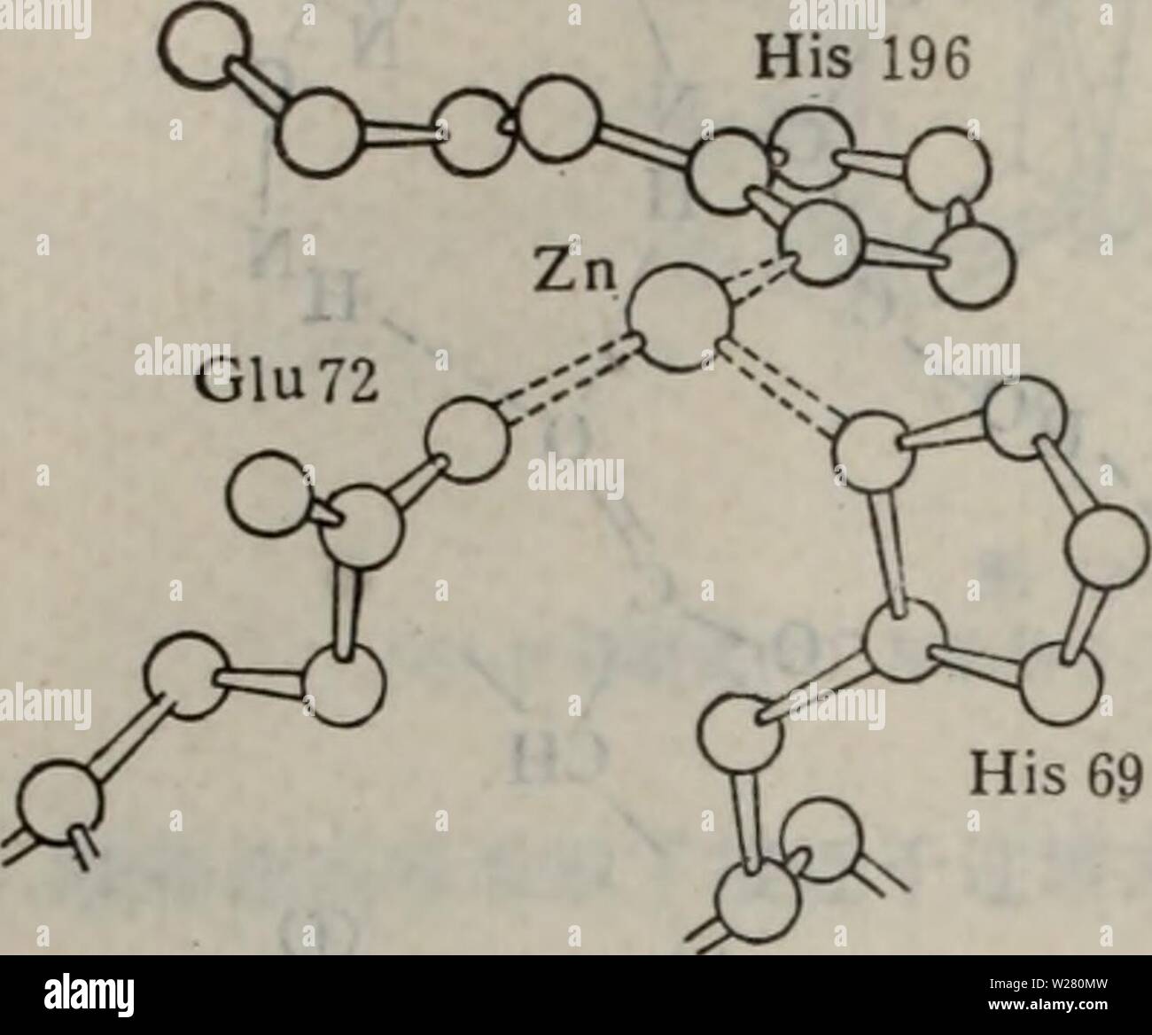 Bai zhi hi-res stock photography and images - Alamy