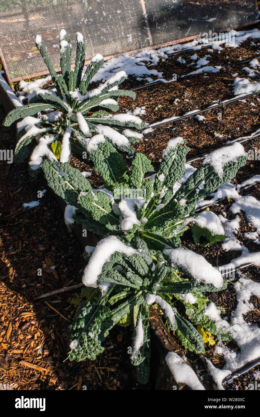 Snow cabbage hi-res stock photography and images - Alamy