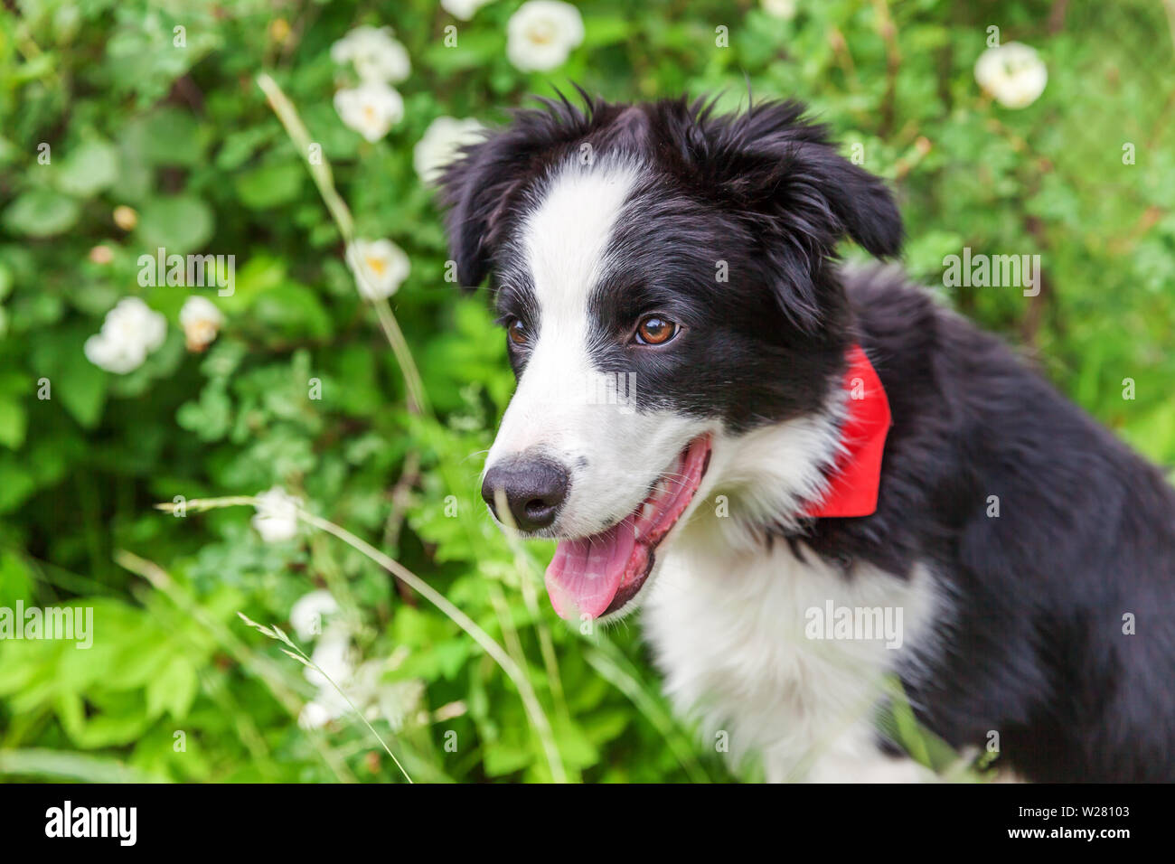 Funny outdoor portrait of cute smilling puppy border collie sitting on ...