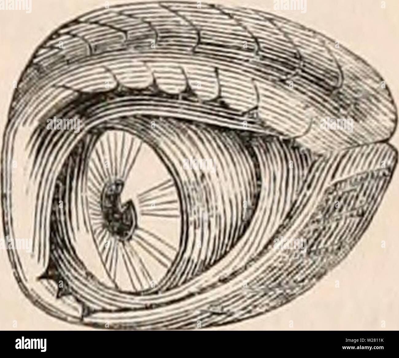 Archive image from page 336 of The cyclopædia of anatomy and. The ...