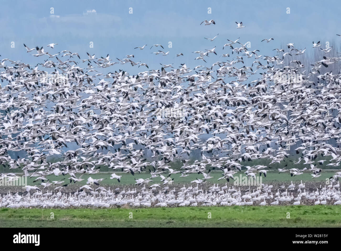 Flying crowded field winter migration hi-res stock photography and ...