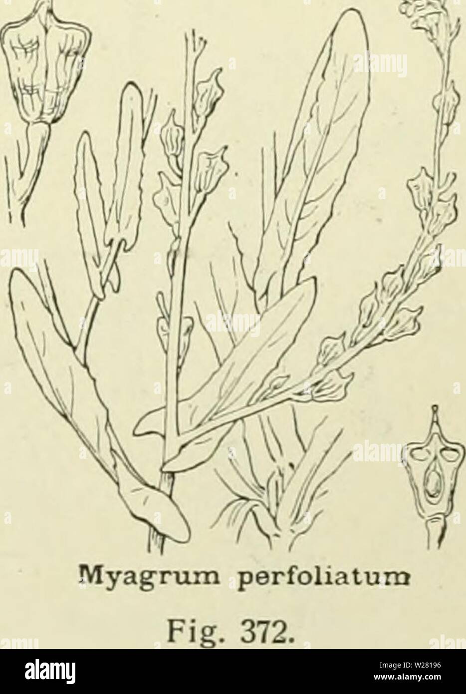 Penwortel hi-res stock photography and images - Alamy