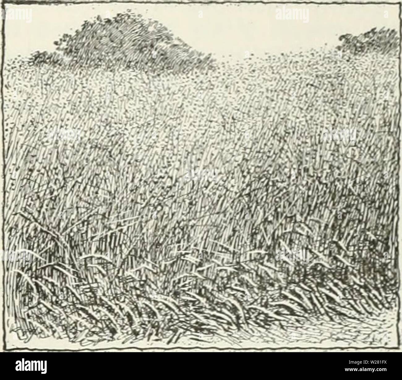 Threshing machine drawing hi-res stock photography and images - Alamy