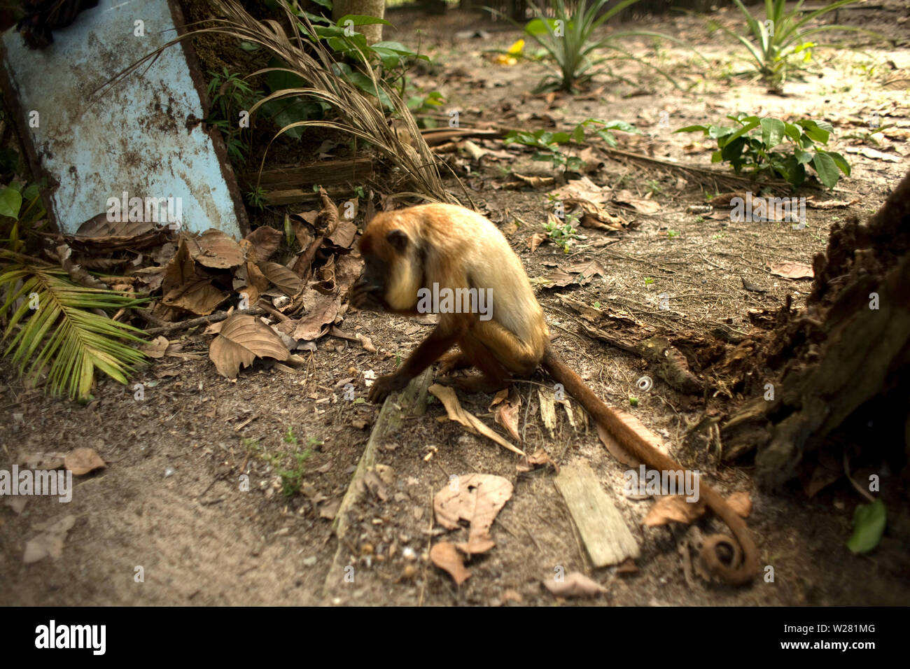 Guariba river hi-res stock photography and images - Alamy