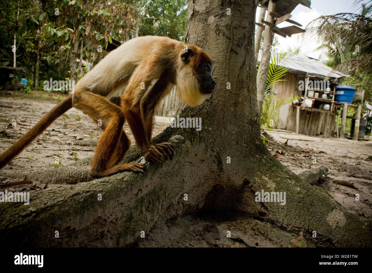 Monkey Guariba, Barreirinha Community, Cuieiras River, Amazônia, Manaus ...