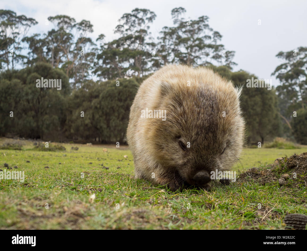 Wombat grazing in the grass Stock Photo - Alamy
