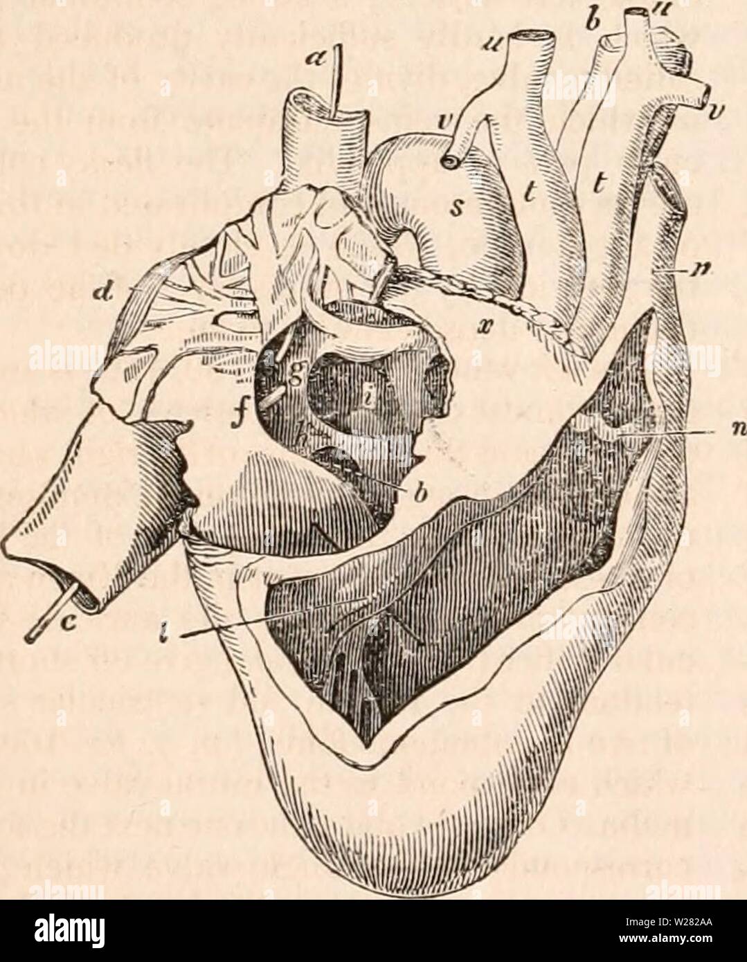 Viscus hi-res stock photography and images - Alamy