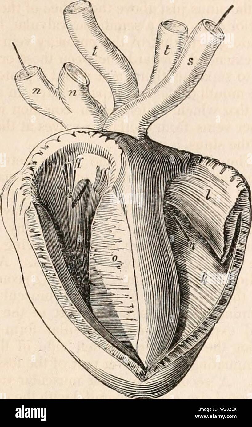 Archive image from page 346 of The cyclopædia of anatomy and. The ...