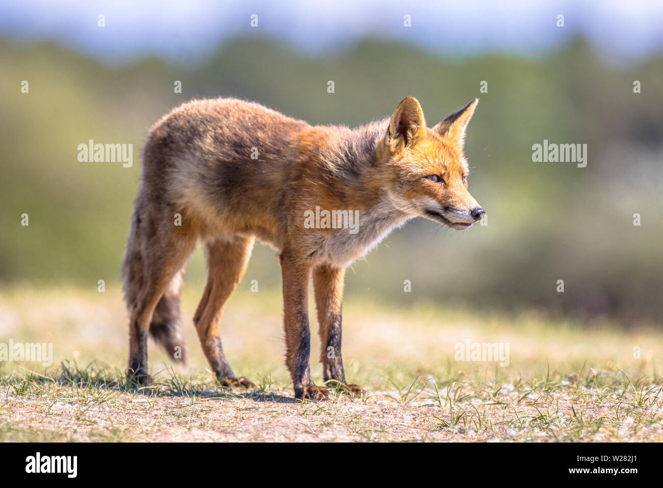 Red fox (Vulpes vulpes) in natural vegetation. This beautiful wild ...