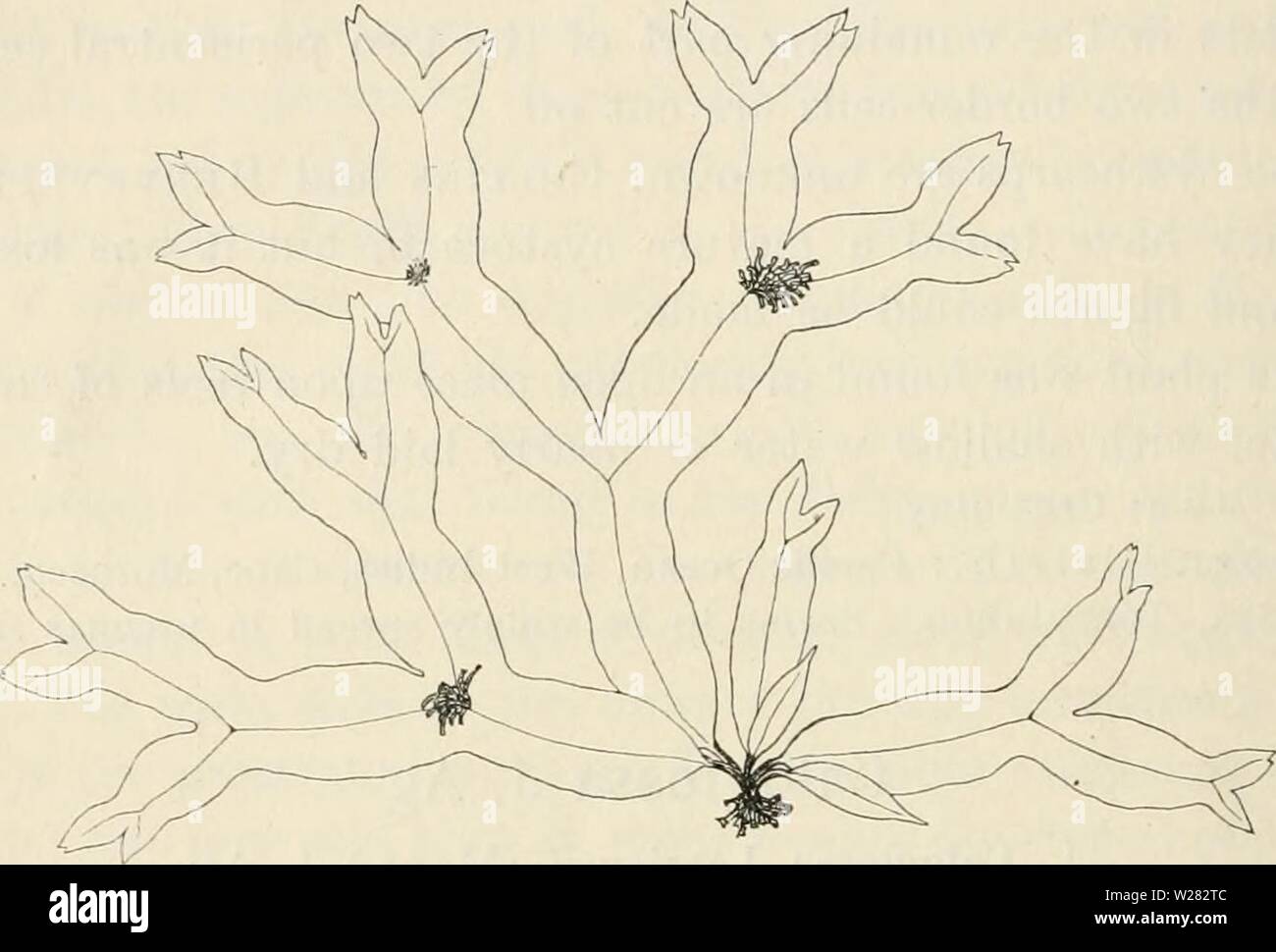 Rhizoids hi-res stock photography and images - Alamy